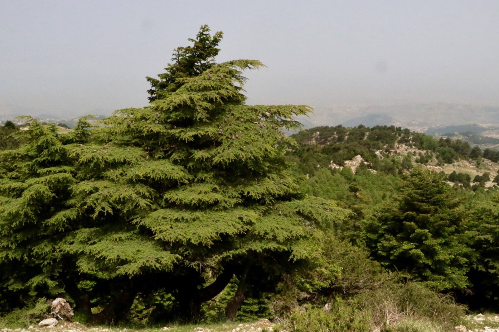 Karm Chbat Nature Reserve in Lebanon - MOOVTOO Guide